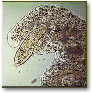 Chaos Chaos | Microbus Microscope Educational Website