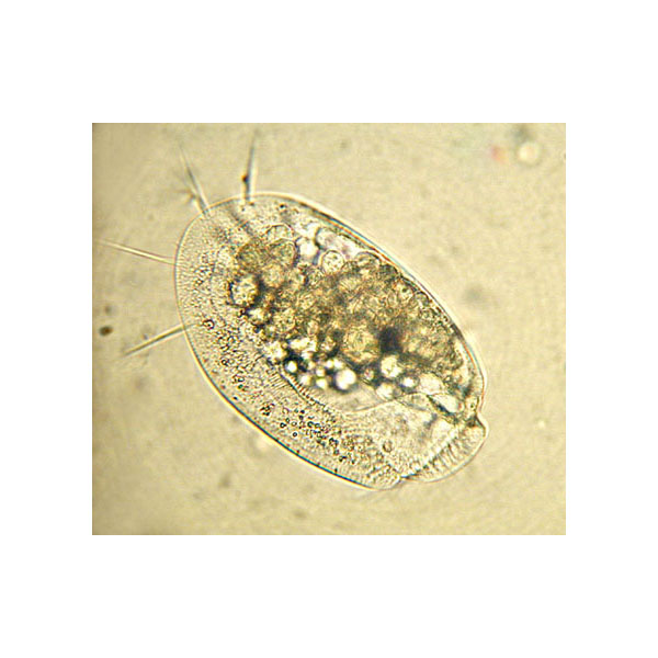 Euplotes Under Microscope