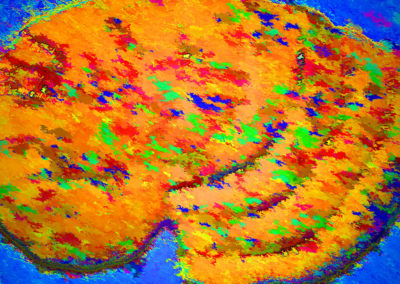 Microscopy Foraminifera | Microbus Microscope Educational Website