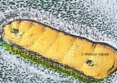 Microscopy Foraminifera | Microbus Microscope Educational Website