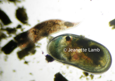 Microscopy Pond Water Critters | Microbus Microscope Educational Website