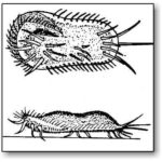 Stylonychia | Microbus Microscope Educational Website