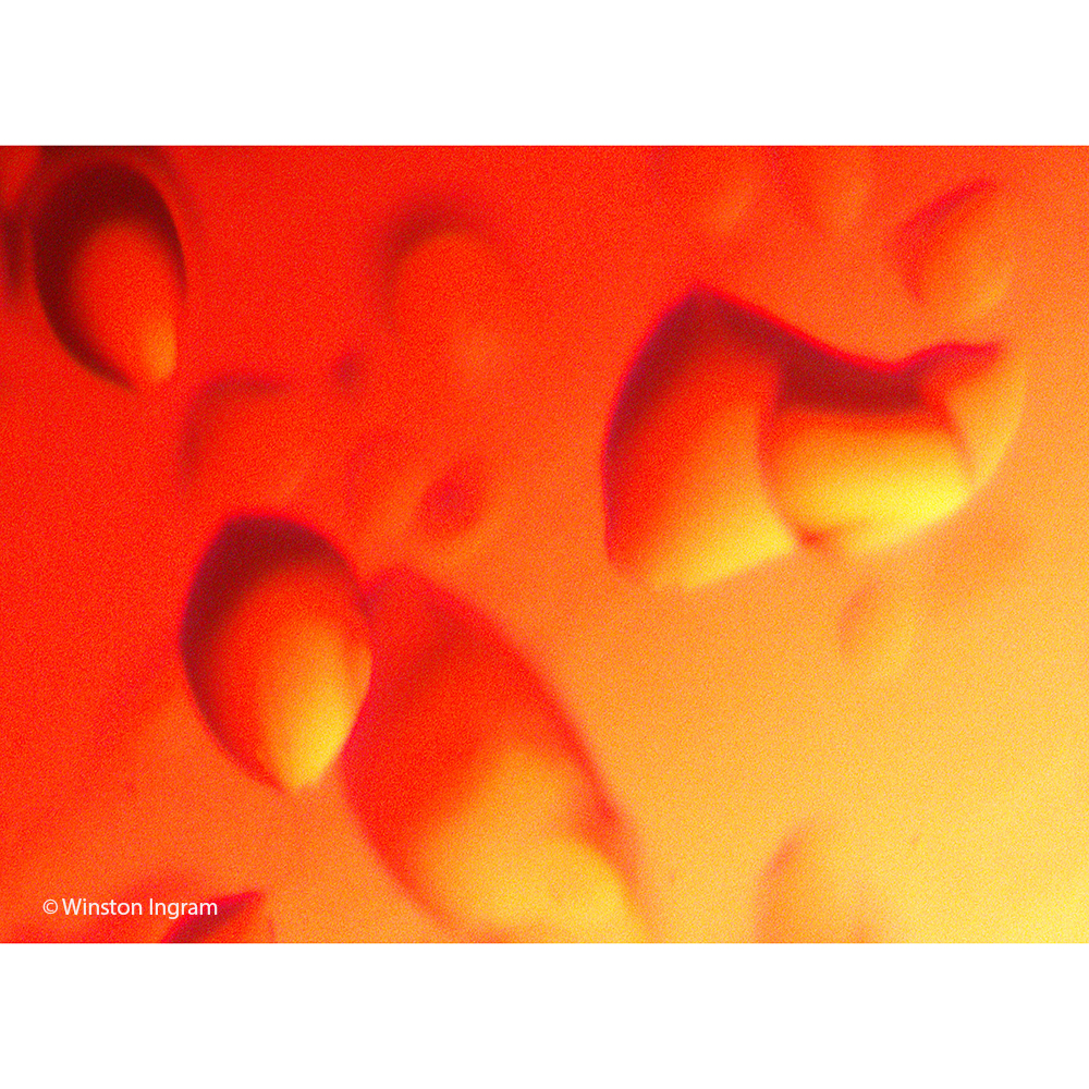 Water under the Microscope | Microbus Microscope Educational Website