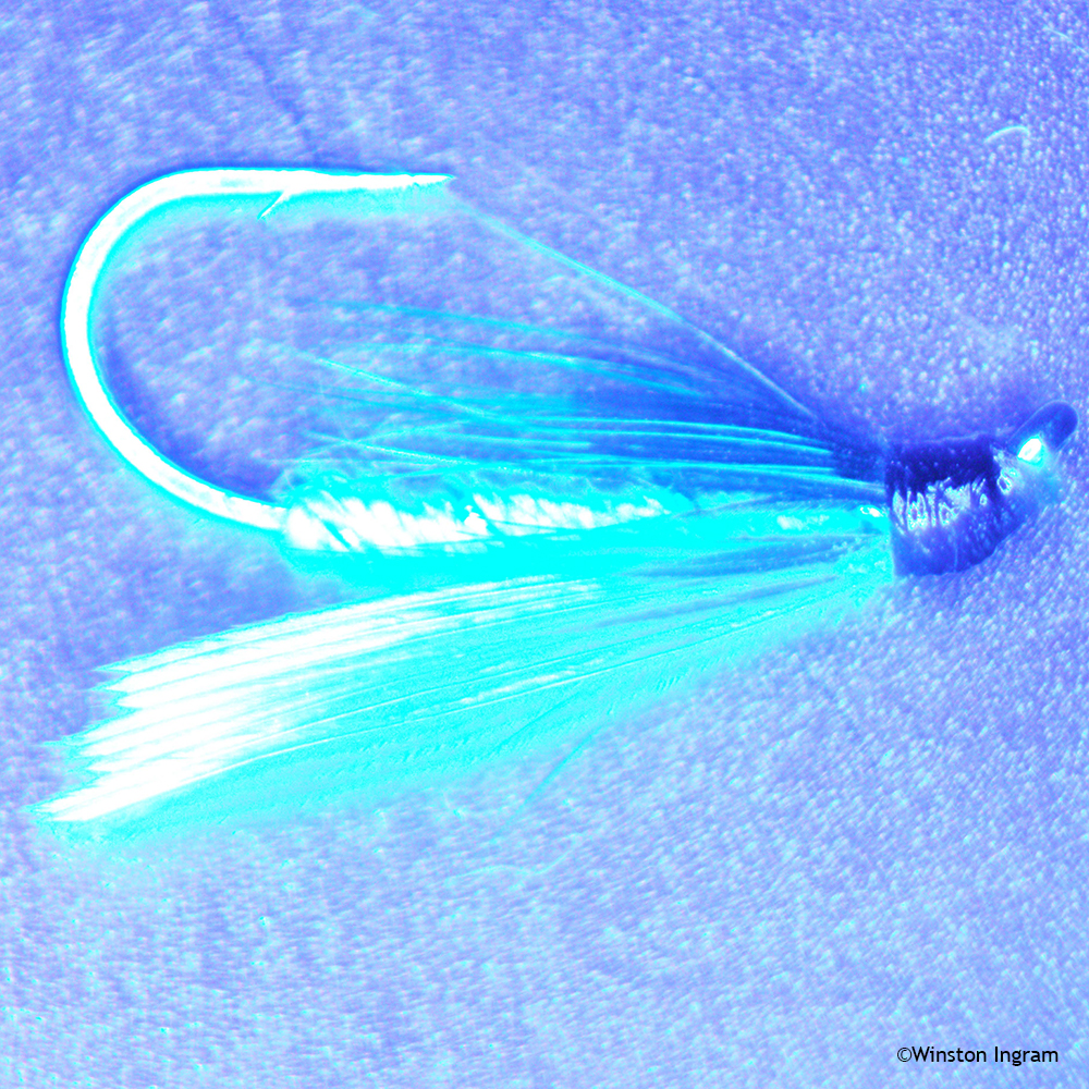 Fish Flies | Microbus Microscope Educational Website