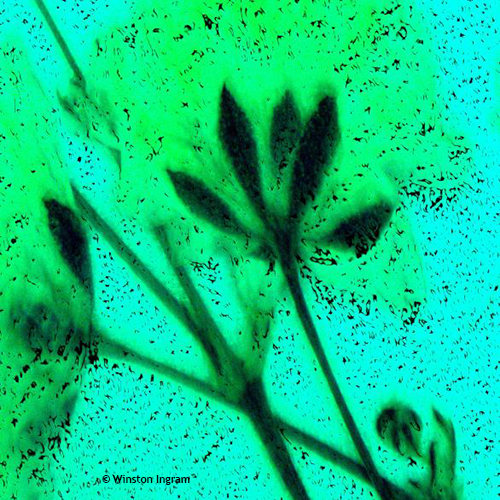 Dried Flowers | Microbus Microscope Educational Website